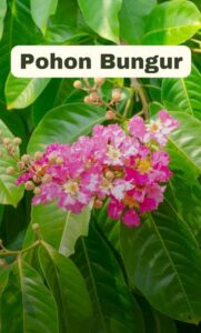 Jual Pohon Besar Untuk Tanaman Penghijauan & Taman Terpercaya