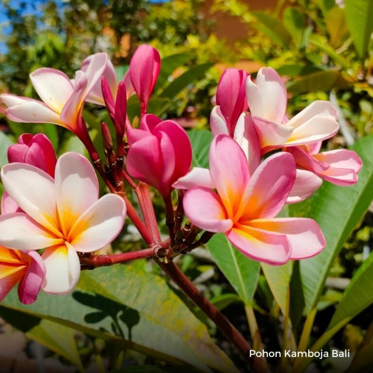 Jual Pohon Kamboja Bali Harga Terjangkau Untuk Taman Hijau Anda