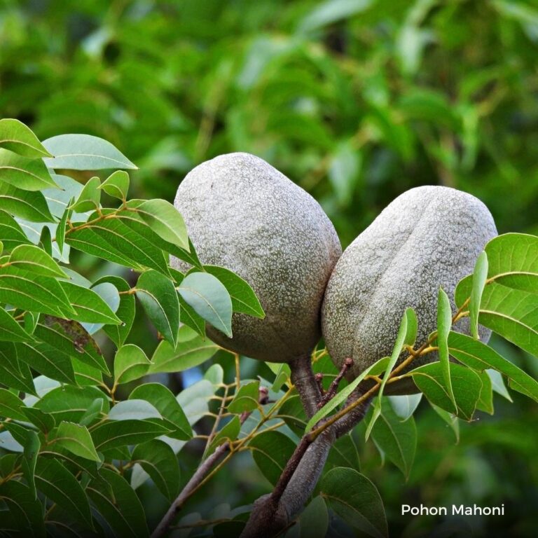 Jual Pohon Mahoni Harga Terjangkau Untuk Proyek