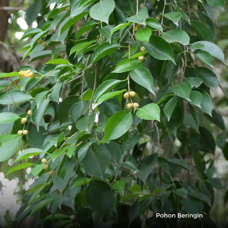 Jual Pohon Beringin Harga Terjangkau Untuk Proyek