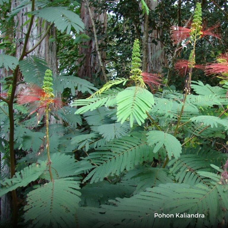 Jual Pohon Kaliandra Harga Terjangkau Untuk Proyek Penghijauan