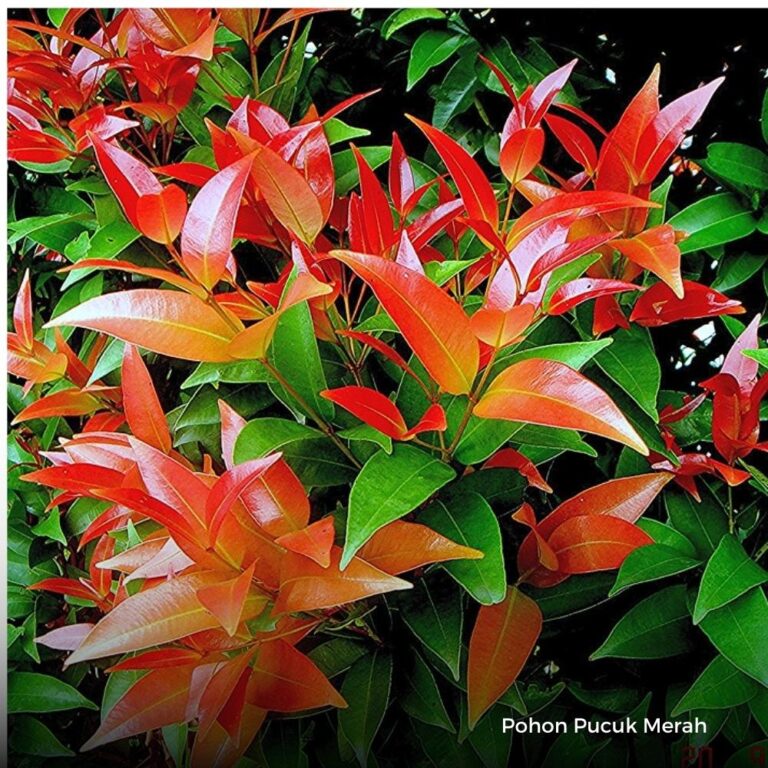 Jual Pohon Pucuk Merah: Harga Terjangkau Untuk Taman