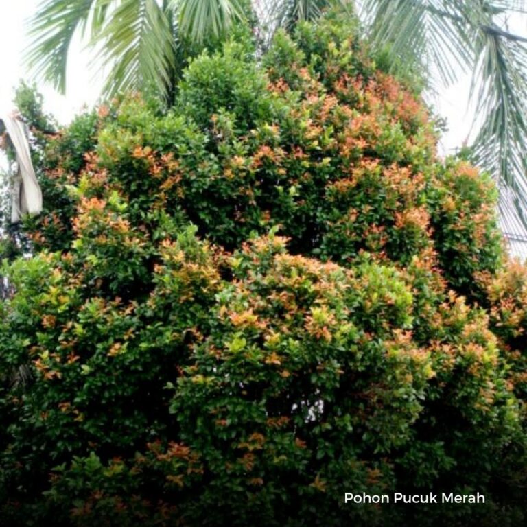 Jual Pohon Pucuk Merah: Harga Terjangkau Untuk Taman