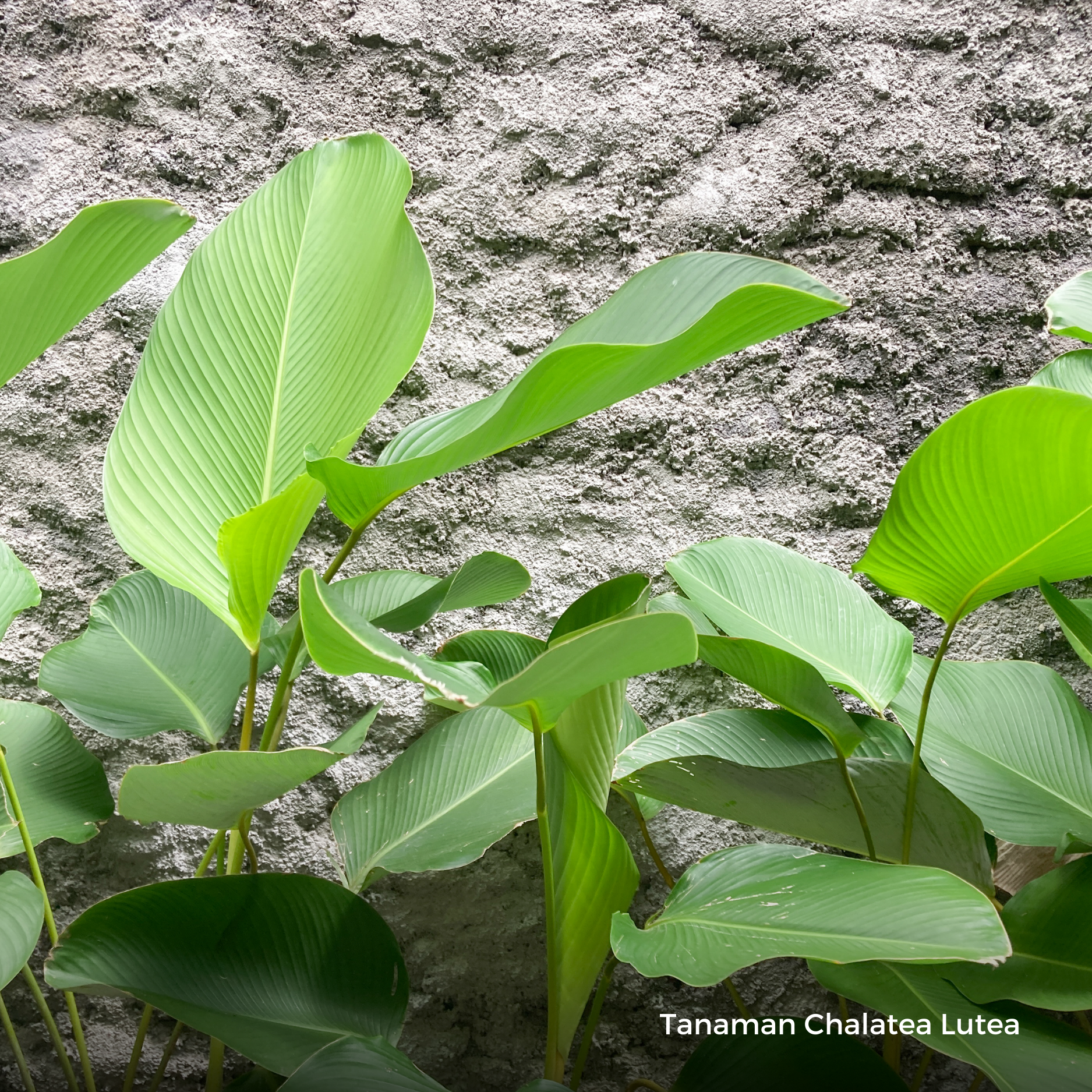 Jual Tanaman Hias Calathea Lutea Untuk Taman