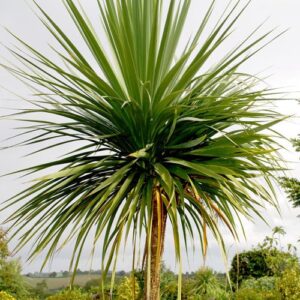 Jual Pohon Pandan Bali Untuk Tanaman Penghijauan & Taman