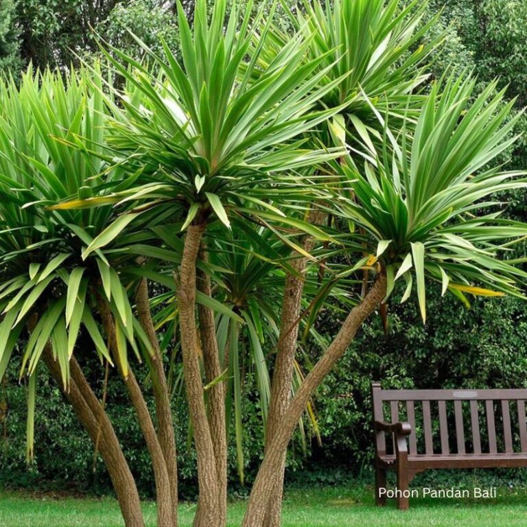 Jual Pohon Pandan Bali Untuk Tanaman Penghijauan & Taman