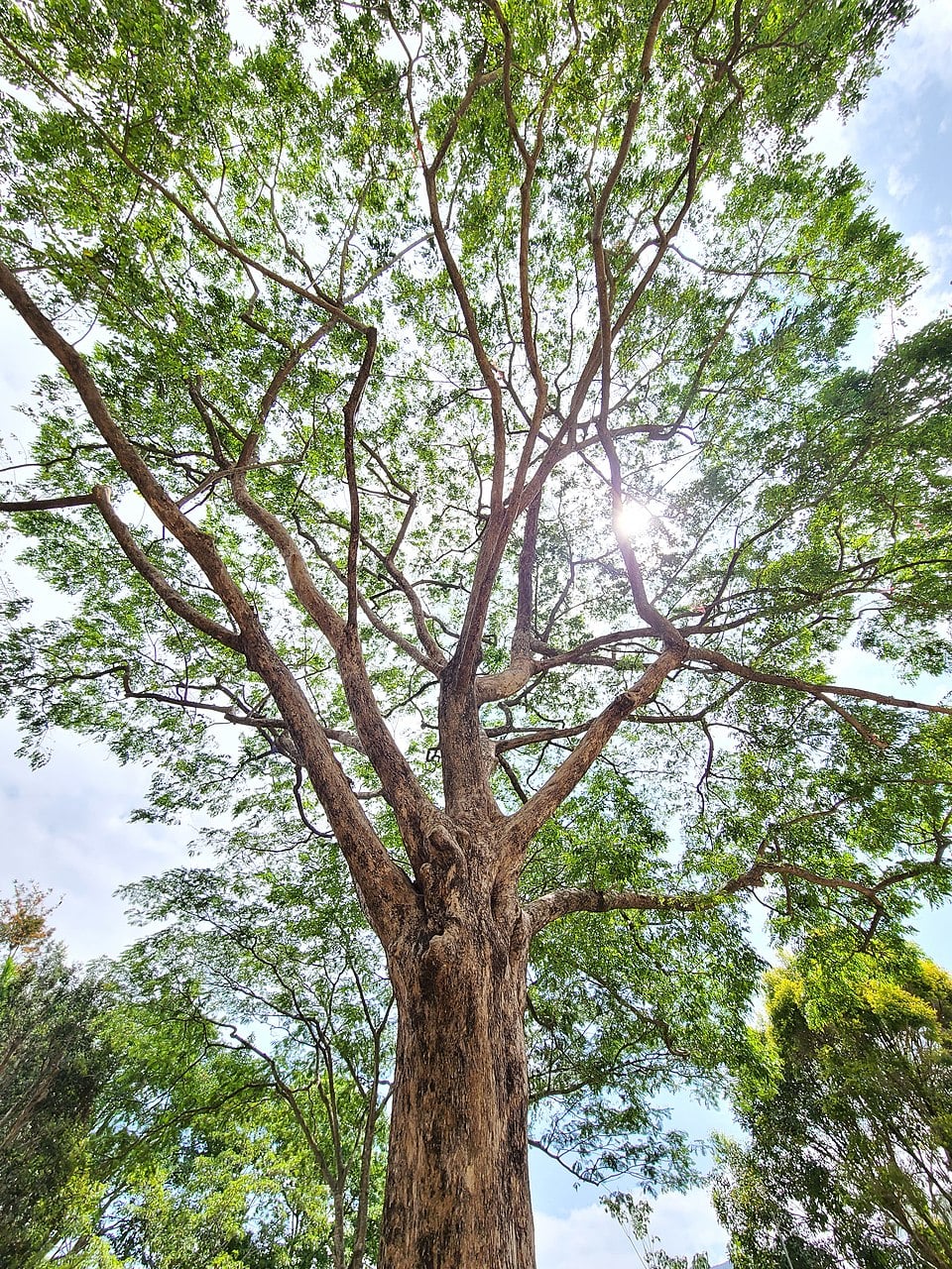 Jual Pohon Angsana Untuk Tanaman Penghijauan & Taman Terpercaya