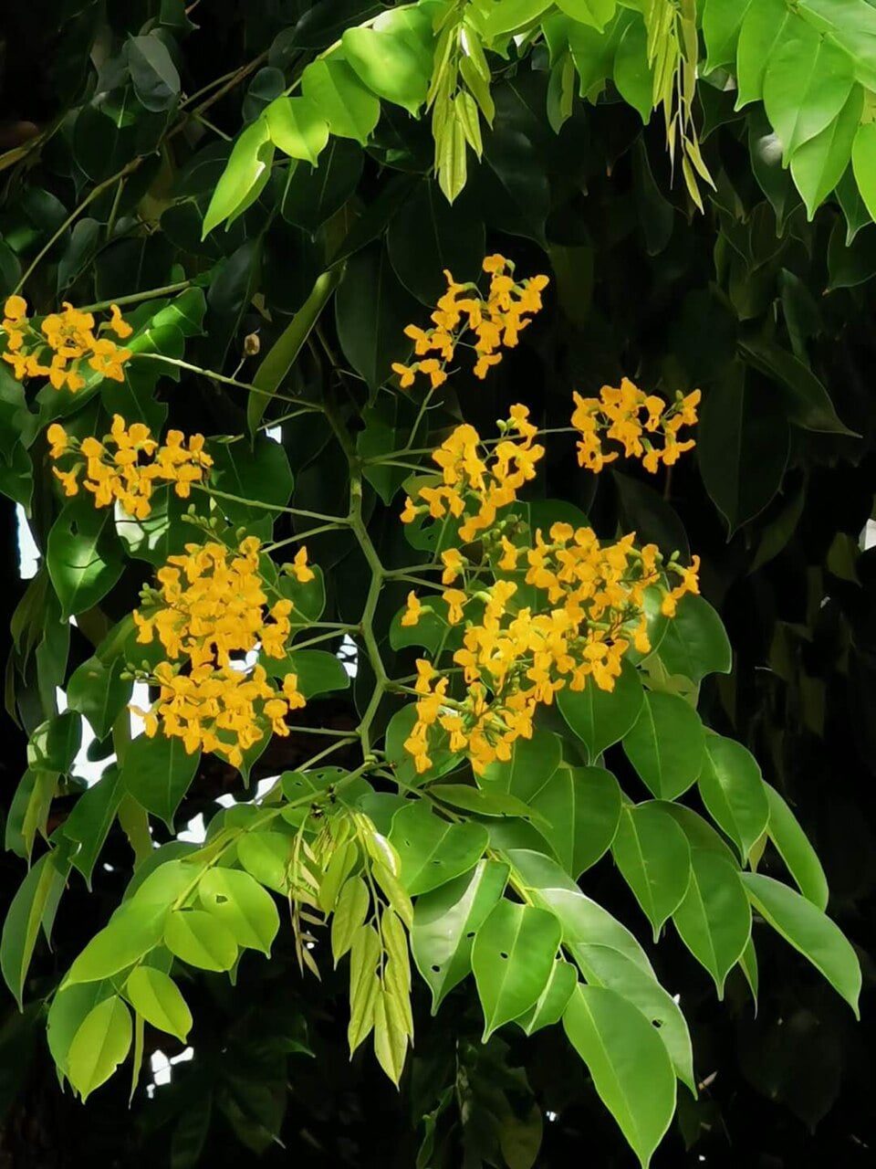 Jual Pohon Angsana Untuk Tanaman Penghijauan & Taman Terpercaya