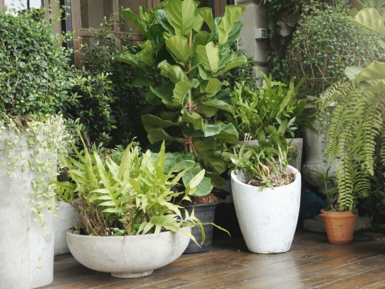 Tanaman Hias Outdoor Yang Mudah Dirawat Dan Tahan Panas