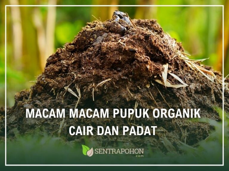 Apa Saja Sih Pupuk Organik Itu? Ini Macam-Macamnya