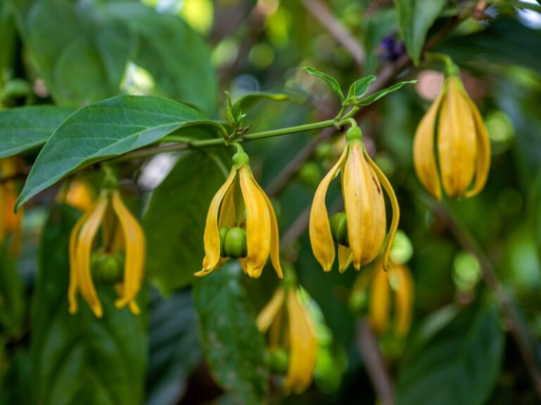Tanaman Bunga Khas Bali Yang Cocok Ditanam Di Halaman Rumah