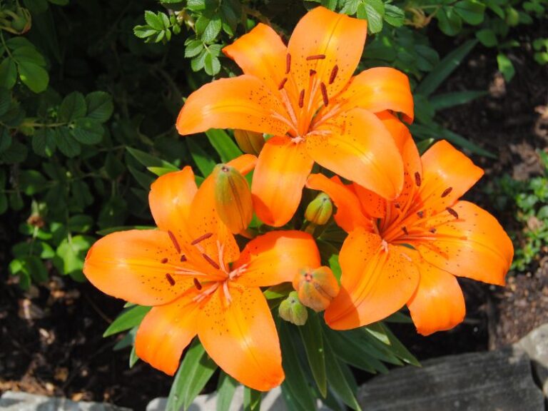 Makna Bunga Lily: 7 Simbol Indah Yang Sarat Arti & Emosi