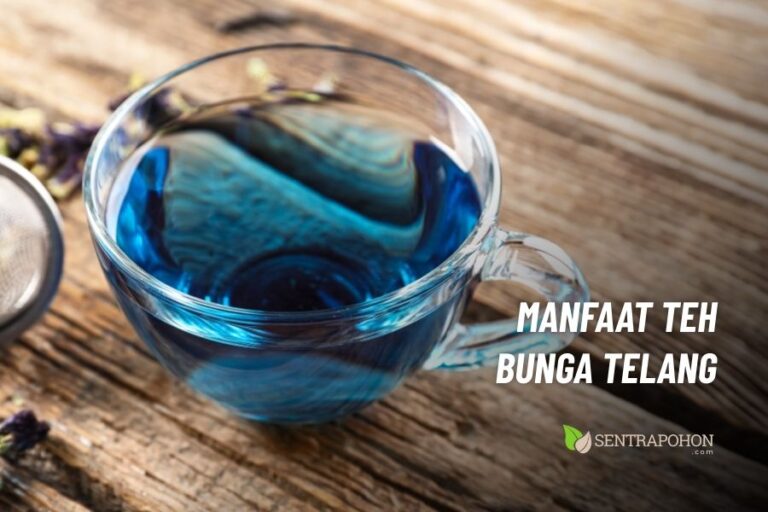 Resep & Cara Membuat Teh Bunga Telang Yang Kaya Manfaat