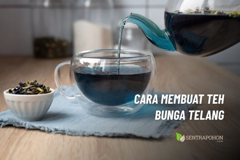Resep & Cara Membuat Teh Bunga Telang Yang Kaya Manfaat